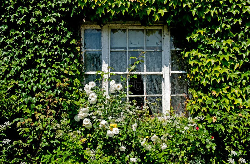 Window Cover with Green Ivy Stock Image - Image of home, backgrounds ...