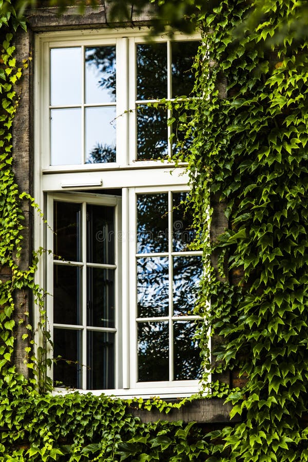 Window and ivy stock photo. Image of facade, residential - 17316738
