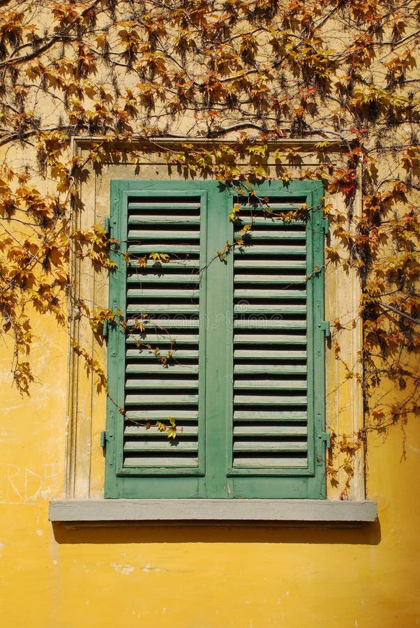 Window with Creeper stock image. Image of leaves, green - 4805405