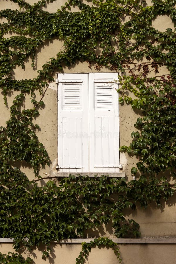 Window and creeper stock image. Image of botanical, home - 48429773