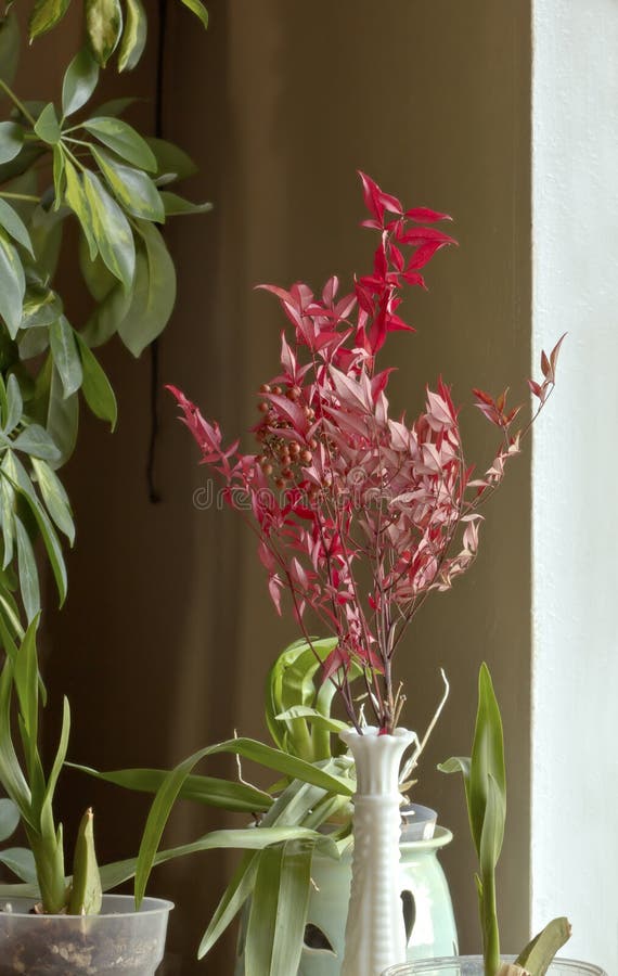 Window Decoration Inside a Home Oregon Stock Photo - Image of colors ...