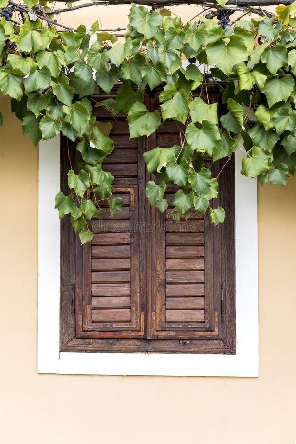 Window in grapevine stock image. Image of fallen, fall - 345815