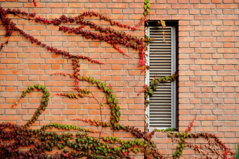 Window with Fall ivy stock image. Image of leaves, house - 130649323