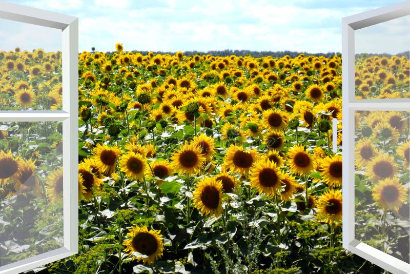 243 Window Field Sunflowers Stock Photos - Free & Royalty-Free Stock ...