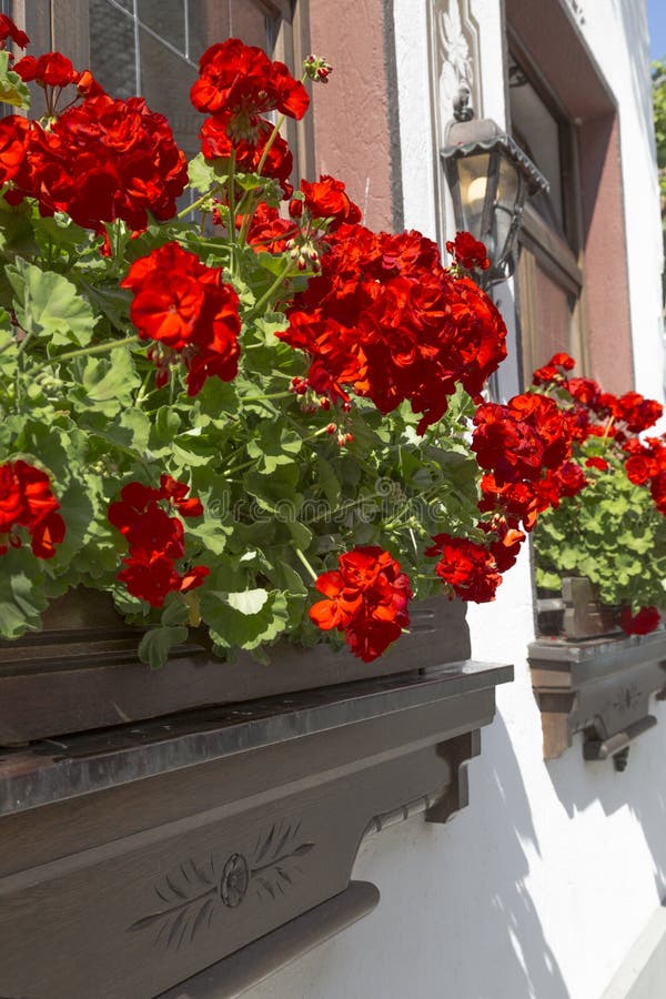Window Flower Box stock image. Image of geranium, architecture - 77450045
