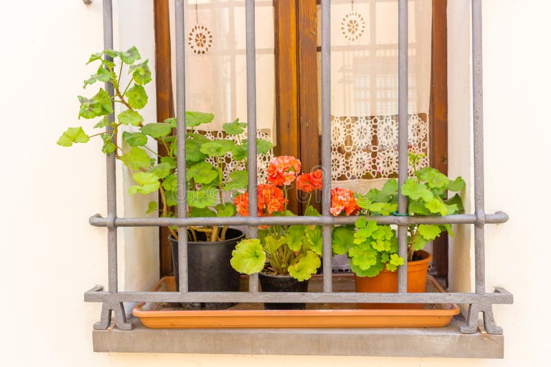 Window with flower pots stock image. Image of geranium - 59940545
