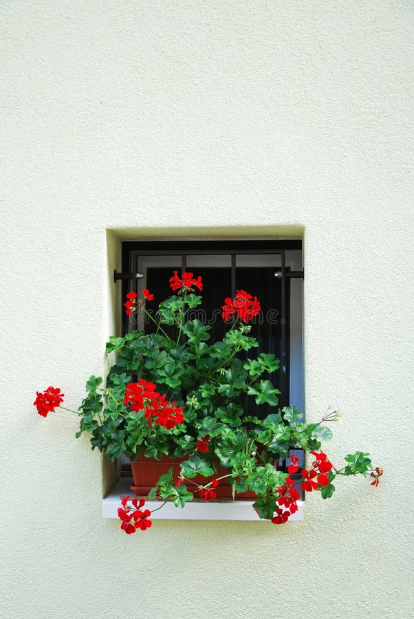 Overhanging Red Geranium Stock Photos - Free & Royalty-Free Stock ...