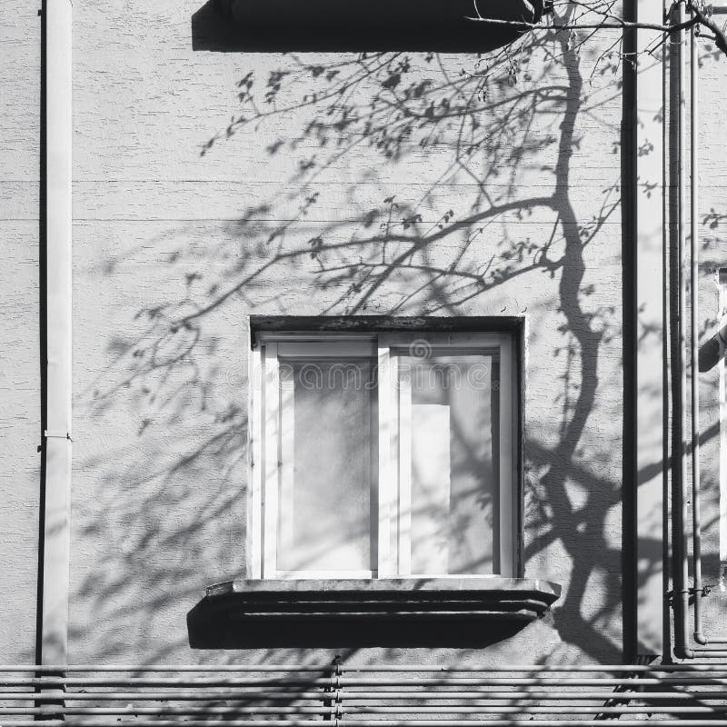Window Frame Building with Tree Branch Shadow Silhouette Architecture ...
