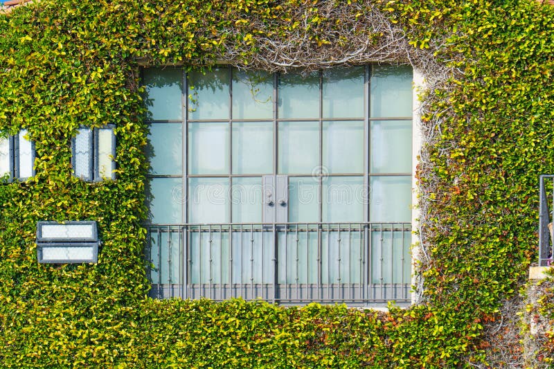 Window Framed by Green Vines on a Rustic Building Exterior Stock Photo ...