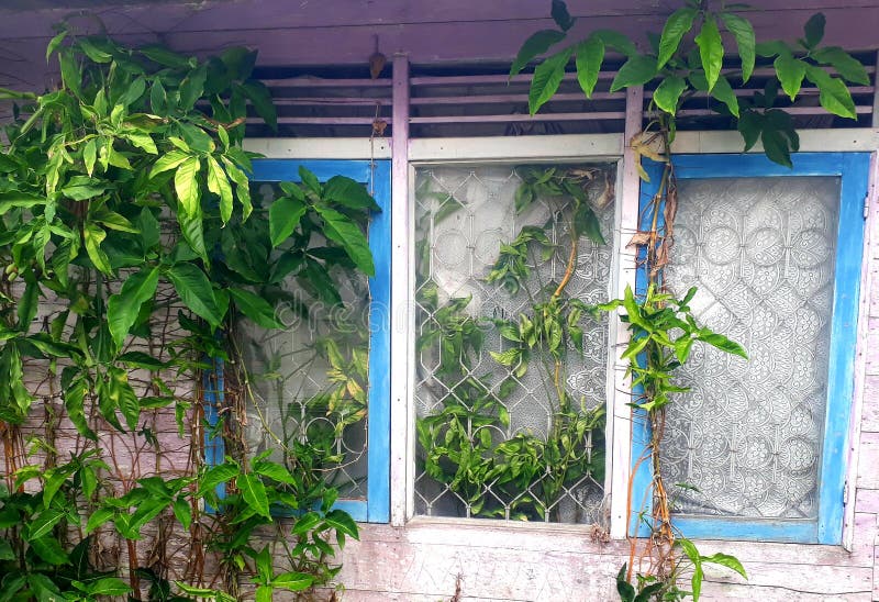 The Window is Full of Weeds Stock Photo - Image of jungle, plant: 241947054