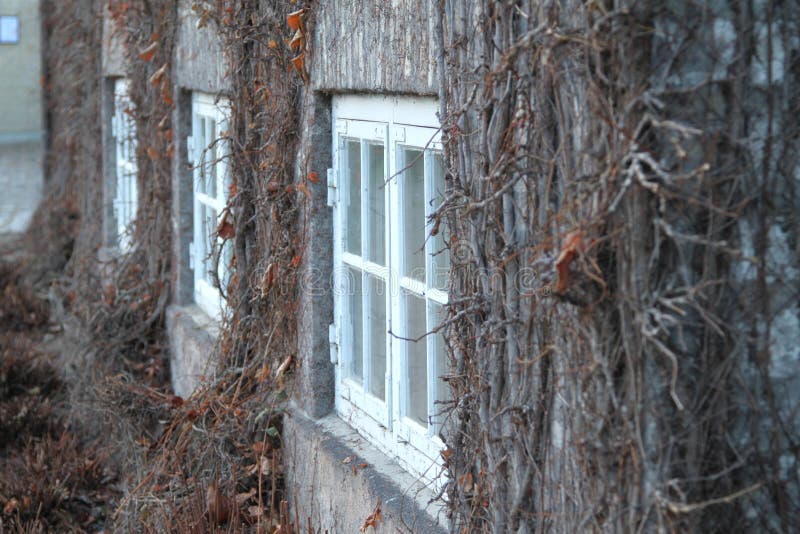 Window a grape vine stock photo. Image of detail, grape - 82583164