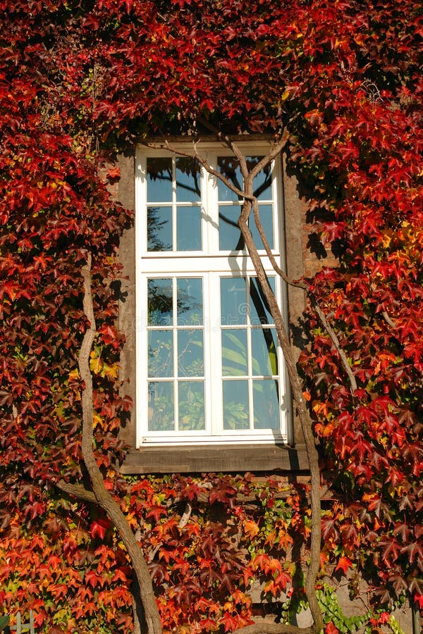 Autumn view from window stock image. Image of colorful - 315947