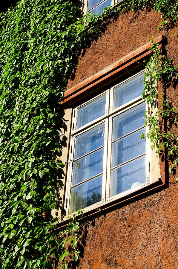 Window with green ivy stock photo. Image of strong, green - 26354232