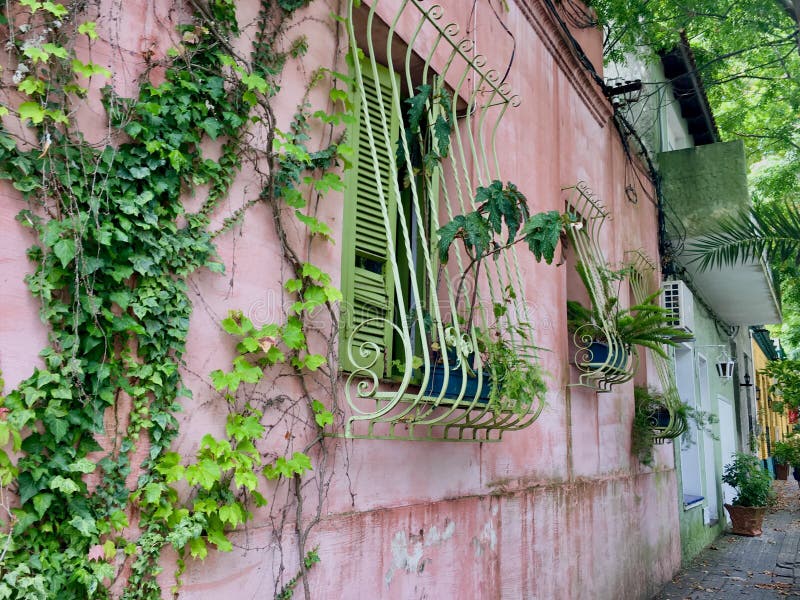 Window with Green Leaves on a Pink Building Stock Image - Image of ...