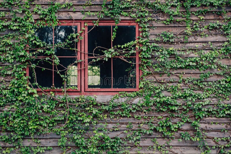 Window with Green Leaves Wall Stock Photo - Image of climber, design ...