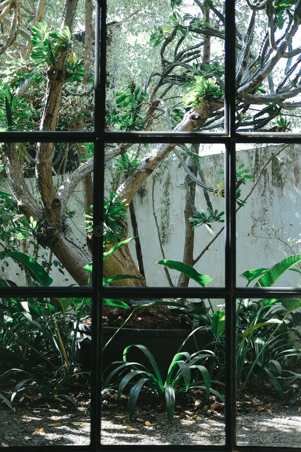 Window with Green Plant Leaves in Garden Stock Photo - Image of ...