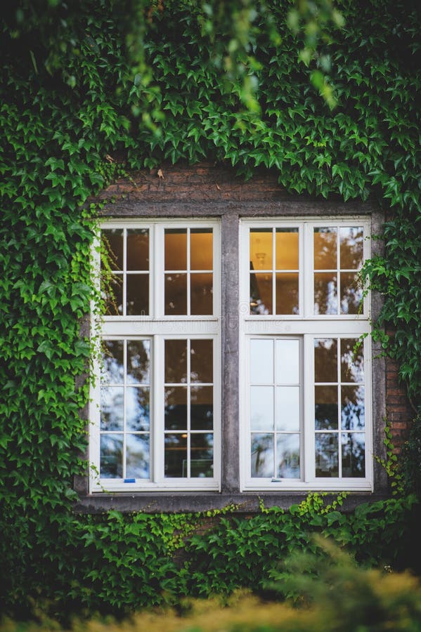 Window Hidden in Green Ivy. Stock Image - Image of window, abandoned ...