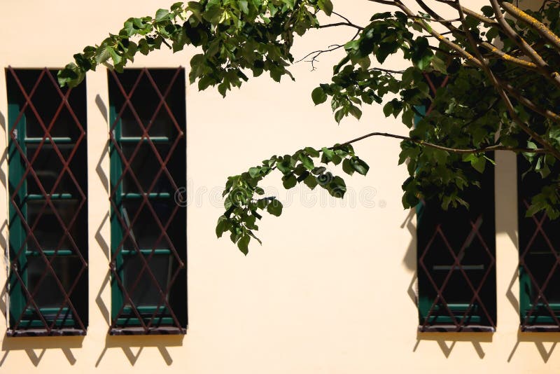 Window and Tree Branch stock image. Image of city, architectural ...