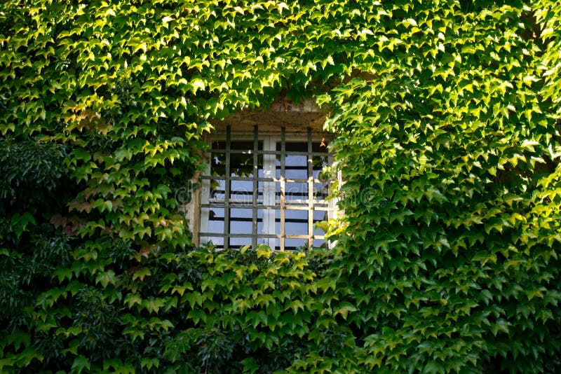 Old window with ivy stock image. Image of climbing, vintage - 12734839