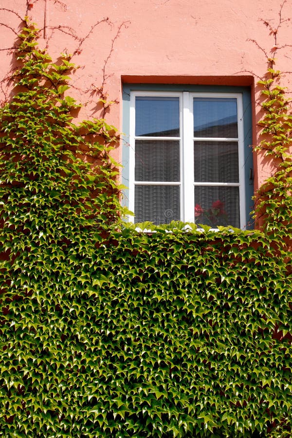 Window and ivy stock photo. Image of facade, residential - 17316738