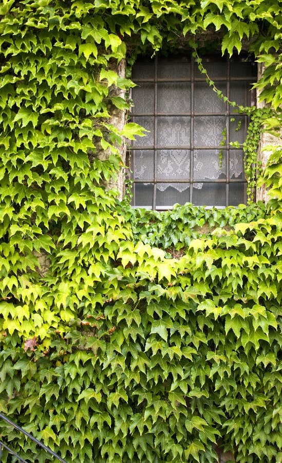 Window With Ivy Picture. Image: 6300593