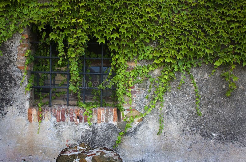 Window with ivy stock image. Image of house, architectural - 7357295
