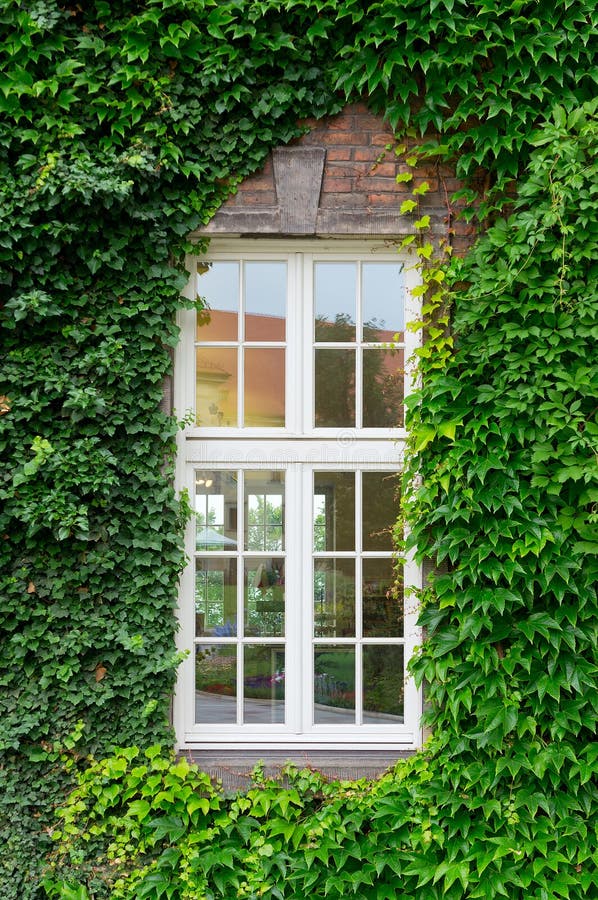 Window and ivy stock photo. Image of architectural, happy - 27528088