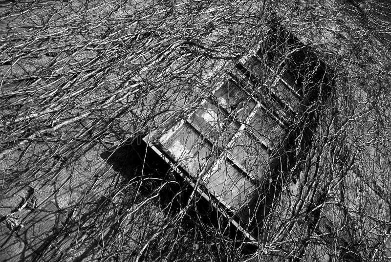Window with ivy-clad stock image. Image of white, black - 37984429