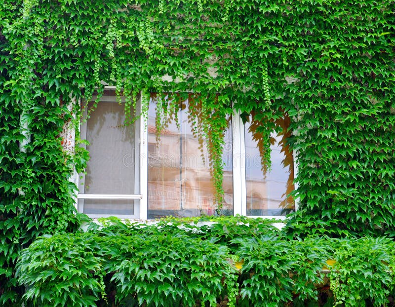 Window with ivy stock image. Image of facade, windows - 53547793