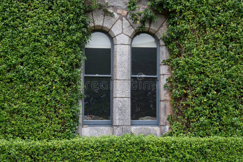 Window and ivy stock photo. Image of traditional, lush - 60641720