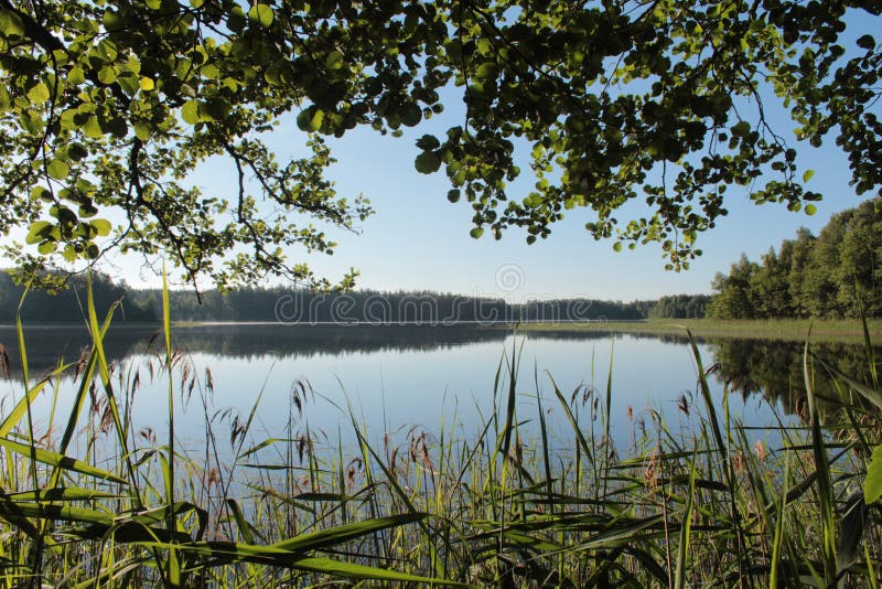 Window in the lake stock photo. Image of foliage, branches - 36514594