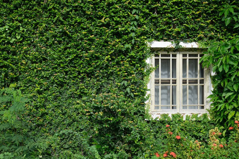 Window on leaves stock image. Image of leafy, growing - 27640235