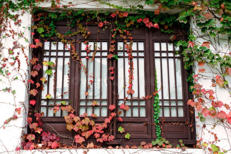 Window with leaves stock image. Image of color, culture - 27937475