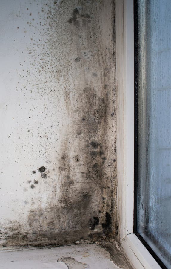 Window Mold. Increased Humidity of the Plastic Window. Stock Photo ...