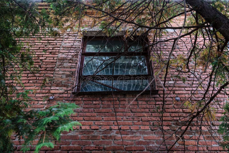 Window on an Old Brick Facade Shaded by Tree Branches Stock Image ...