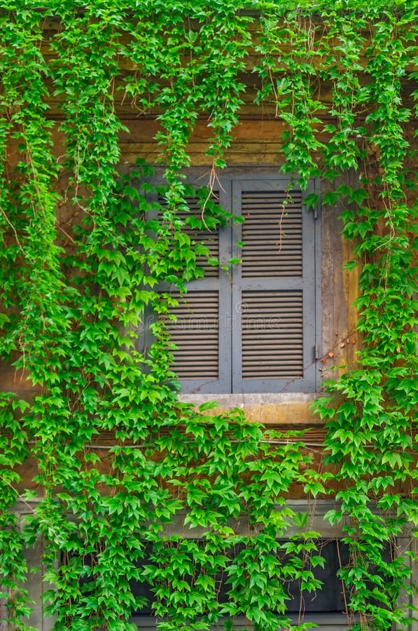 Window on the Old Building in Rome, Covered by Ivy Stock Photo - Image ...