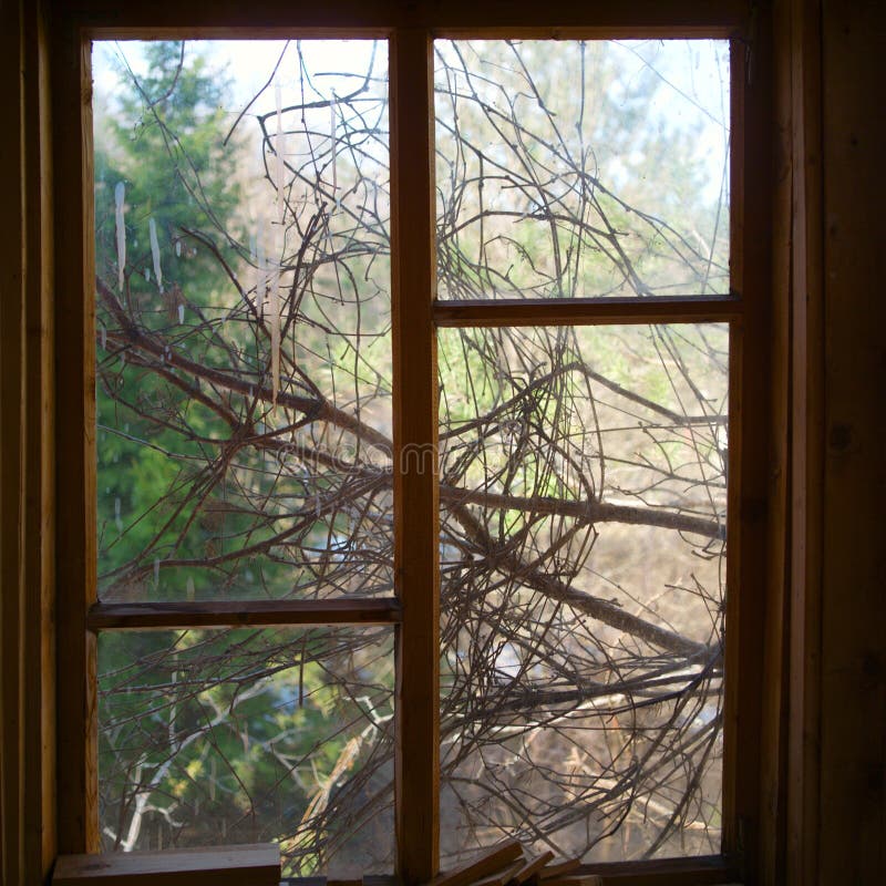 Pine Branches In The Window Stock Photo - Image of decorated, season ...