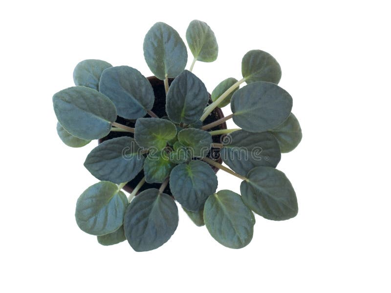 Window Plant Shadow Composition Stock Photo - Image of icon ...