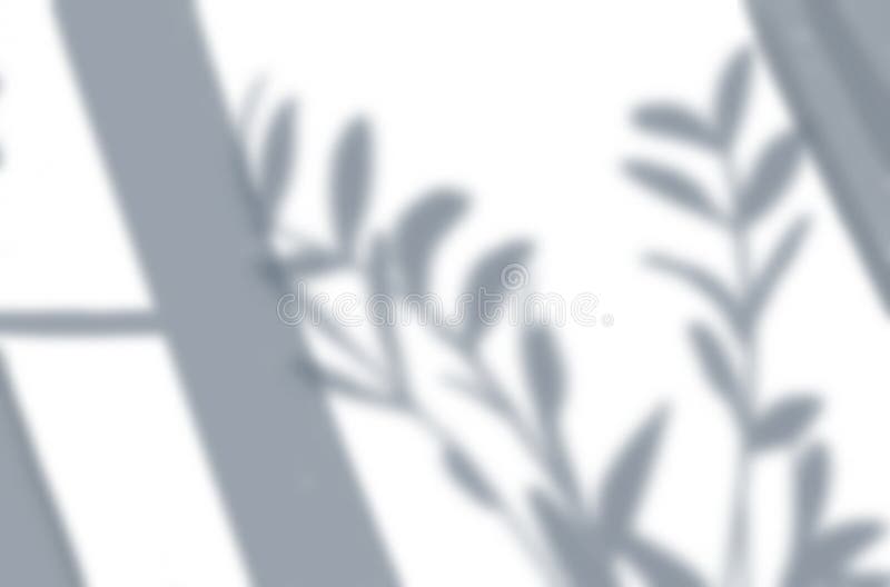 Window Plant Shadow Composition Stock Vector - Illustration of ...