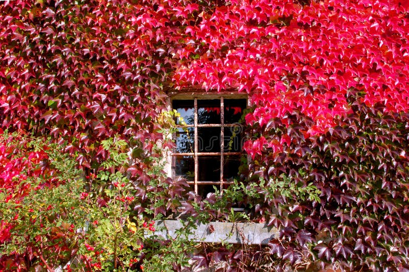 Window with foliage stock image. Image of apartment, entrance - 3599459