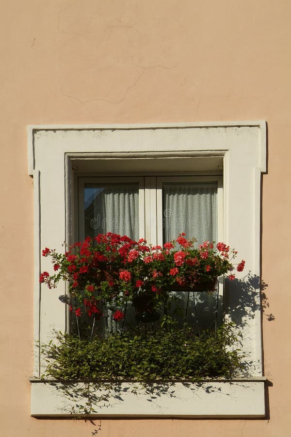Window with red flowers stock image. Image of plant, classic - 959193
