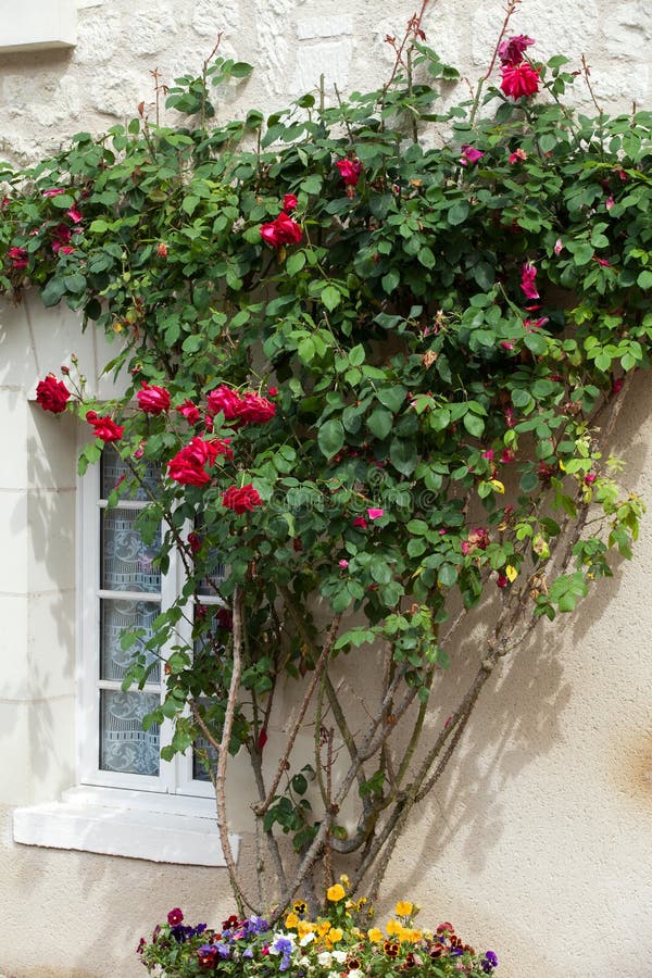 Window with red roses stock photo. Image of architecture - 40113486