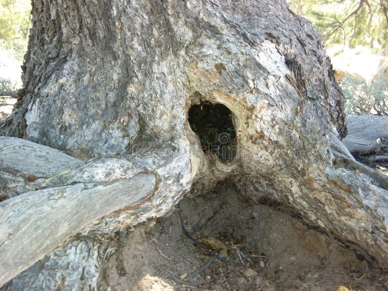 Window Rock Trail stock image. Image of outdoor, navajo - 90976143