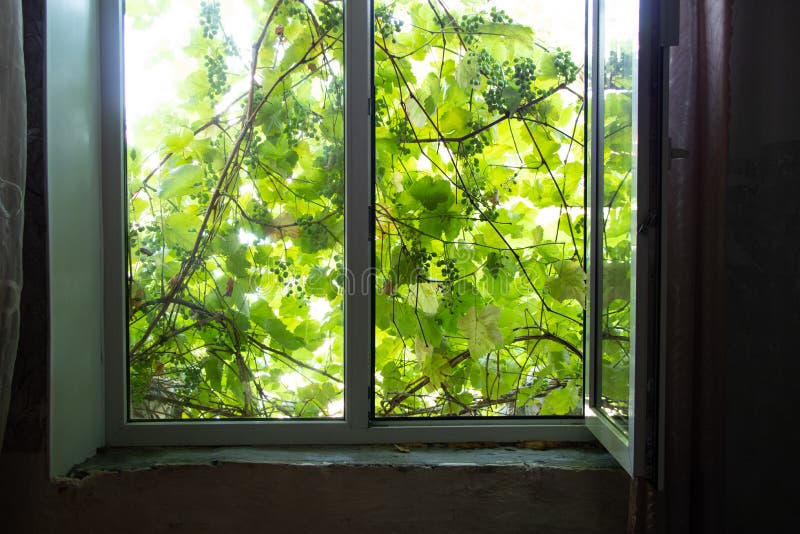Window in a Room Overgrown with Vines in the Rays of Sunlight Stock ...