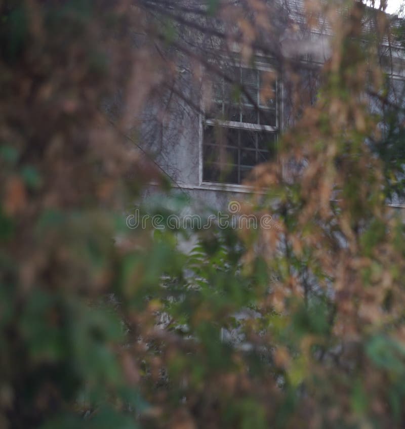 Window Seen through Blurred Greenery Stock Photo - Image of window ...