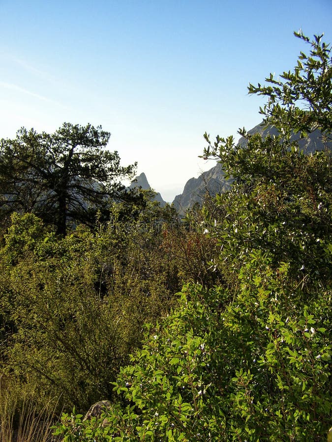 The Window Seen from a Forest, Big Bend National Park, Texas Stock ...