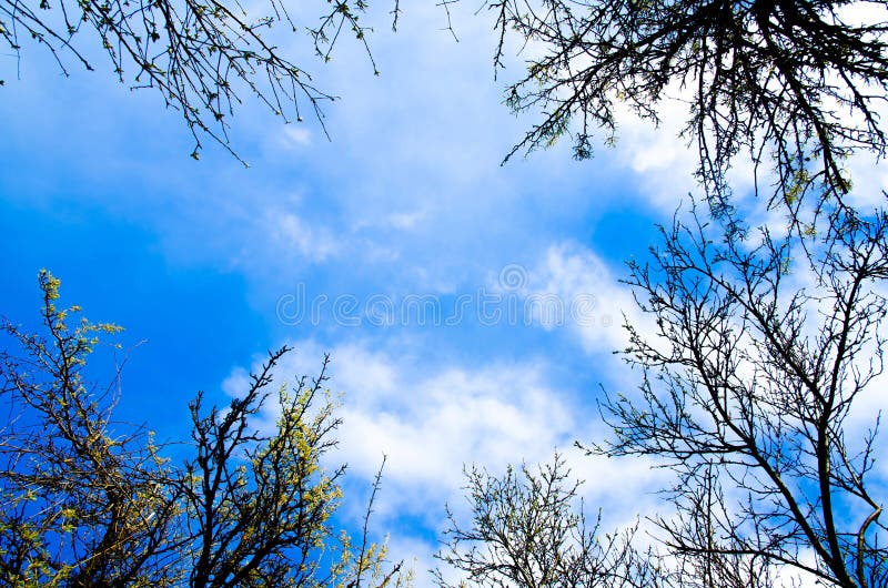A Window into the Sky through the Branches. Stock Image - Image of ...