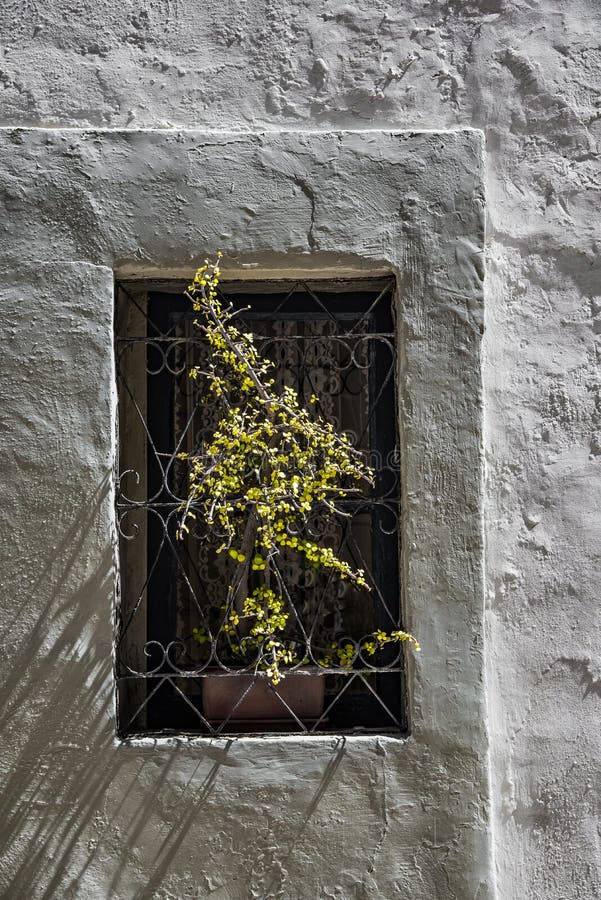 Window with a Small Green Bush Stock Photo - Image of close, bush ...