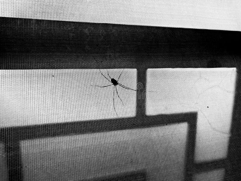 Window spider stock photo. Image of central, leaves - 157250824