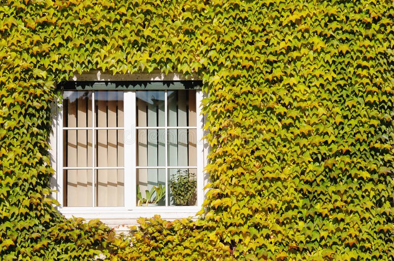 Window surrounded by ivy stock photo. Image of creeper - 11572270